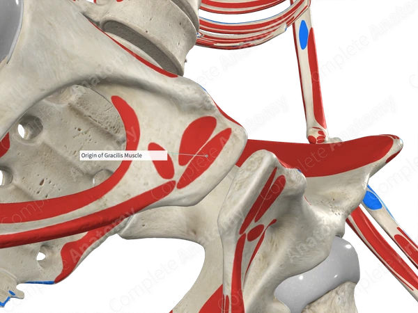 Origin of Gracilis Muscle | Complete Anatomy