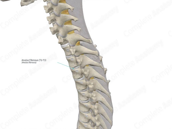 Anulus Fibrosus (T2-T3) | Complete Anatomy