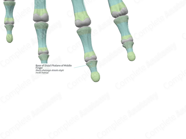 Base of Distal Phalanx of Middle Finger | Complete Anatomy