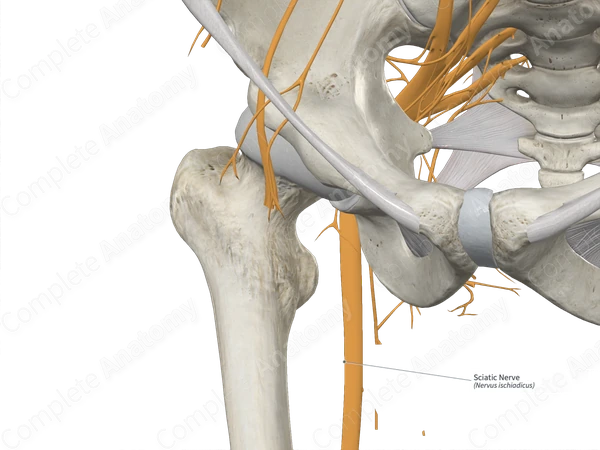 Anatomy Of The Sciatic Nerve Pathway Femoral Nerve : Origin , Course