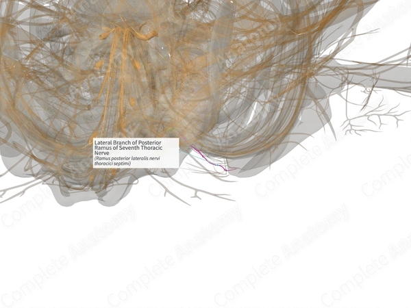 Lateral Branch of Posterior Ramus of Seventh Thoracic Nerve (Left ...