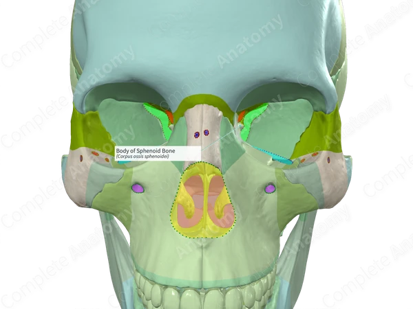 Body of Sphenoid Bone | Complete Anatomy