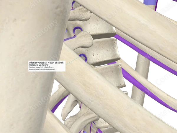 Inferior Vertebral Notch of Ninth Thoracic Vertebra (Right) | Complete ...