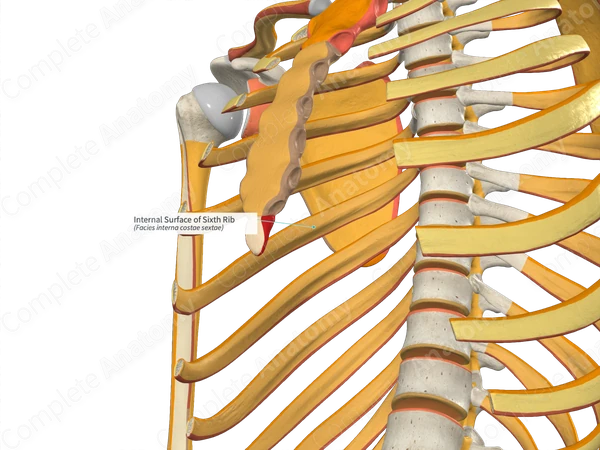 Internal Surface of Sixth Rib | Complete Anatomy