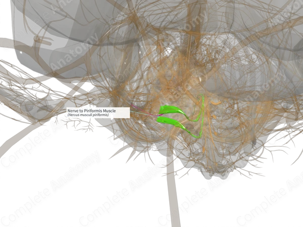 Nerve to Piriformis Muscle (Left) | Complete Anatomy