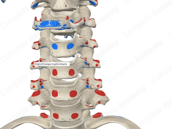 Origin of Longus Capitis Muscle | Complete Anatomy