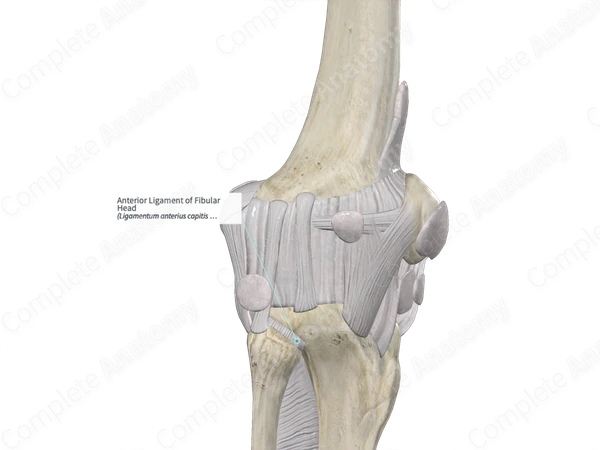 Fibular Head Anatomy Common Fibular Nerve:Course,Motor & Sensory