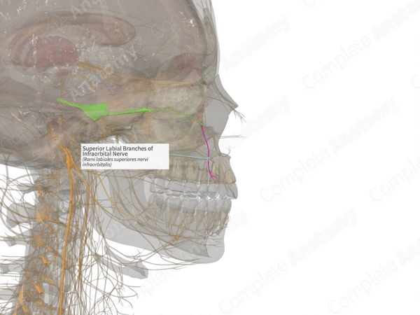 Infraorbital Nerve Anatomy Anterior Superior Alveolar Nerve An