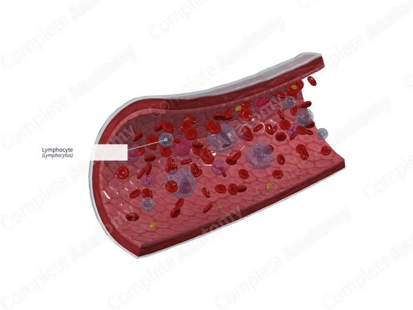 Lymphocyte | Complete Anatomy