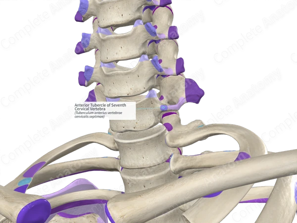 Anterior Tubercle of Seventh Cervical Vertebra (Right) | Complete Anatomy