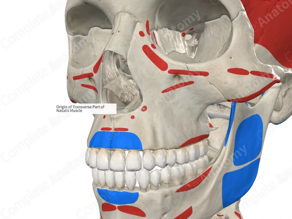 Origin of Transverse Part of Nasalis Muscle | Complete Anatomy