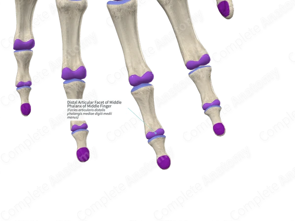 Distal Articular Facet of Middle Phalanx of Middle Finger | Complete ...