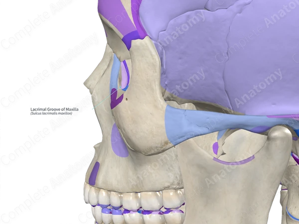 Lacrimal Groove of Maxilla | Complete Anatomy