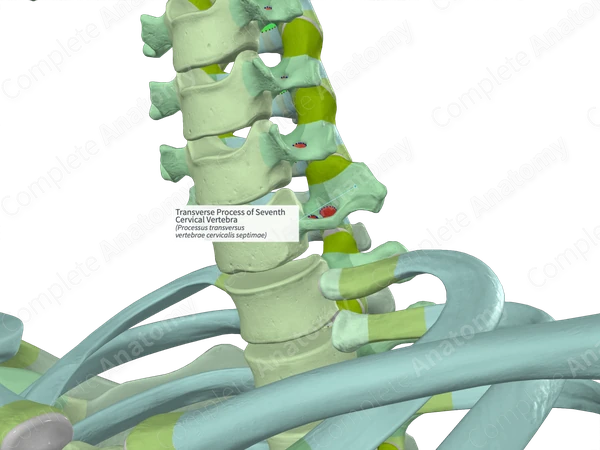 Transverse Process of Seventh Cervical Vertebra (Right) | Complete Anatomy