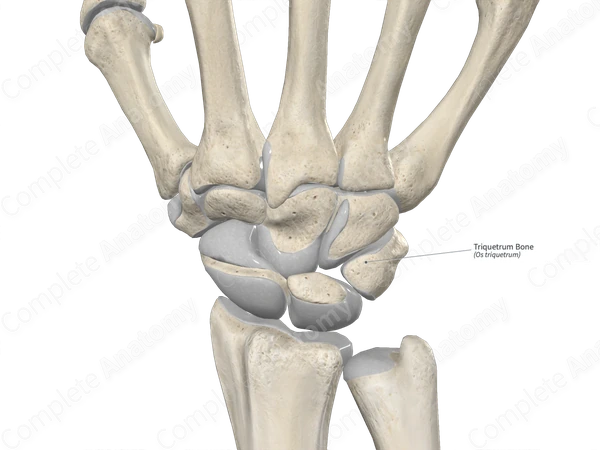 Triquetrum Bone | Complete Anatomy