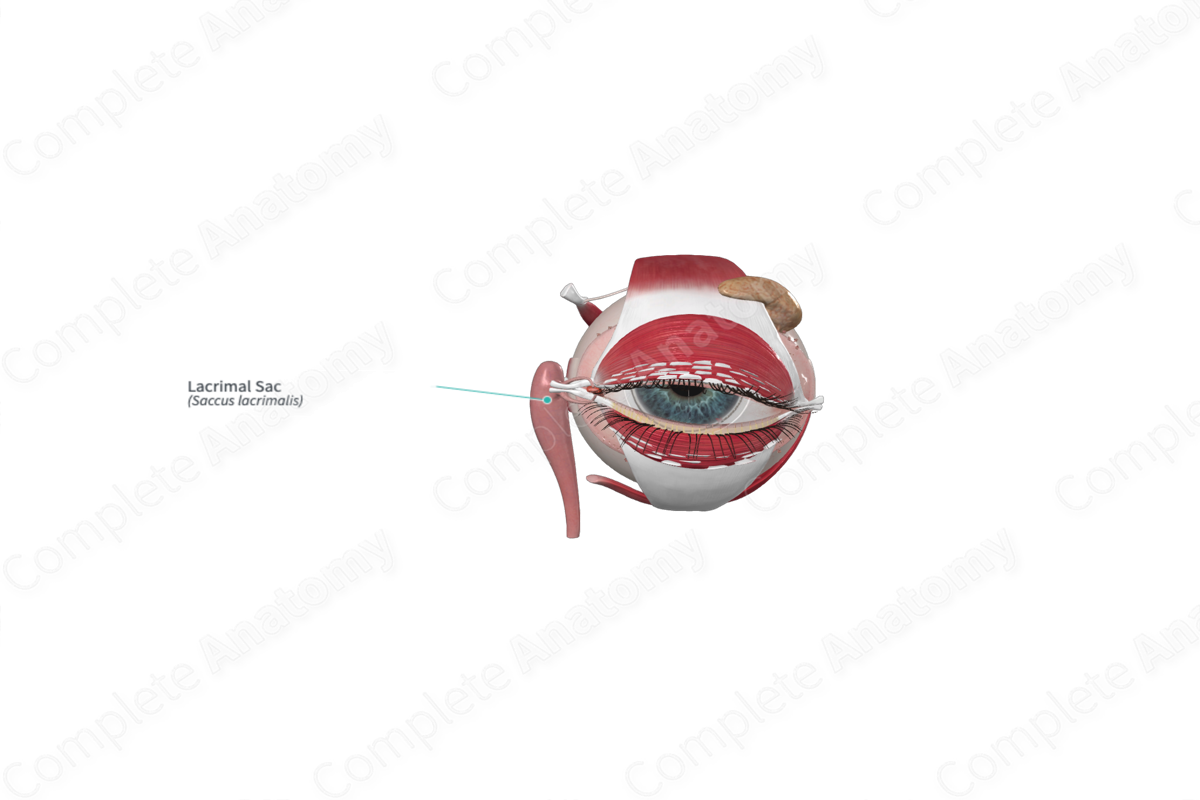 Lacrimal Sac Complete Anatomy