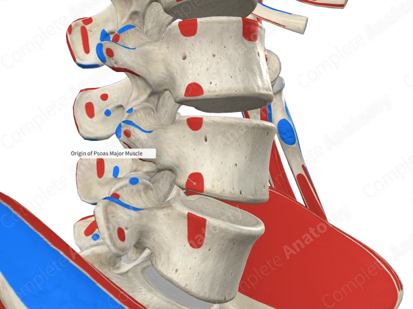 Origin of Psoas Major Muscle | Complete Anatomy
