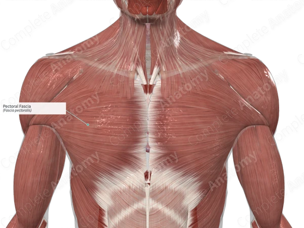 Pectoral Fascia | Complete Anatomy