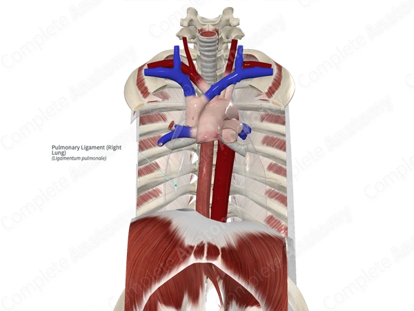 Pulmonary Ligament (Right Lung) | Complete Anatomy