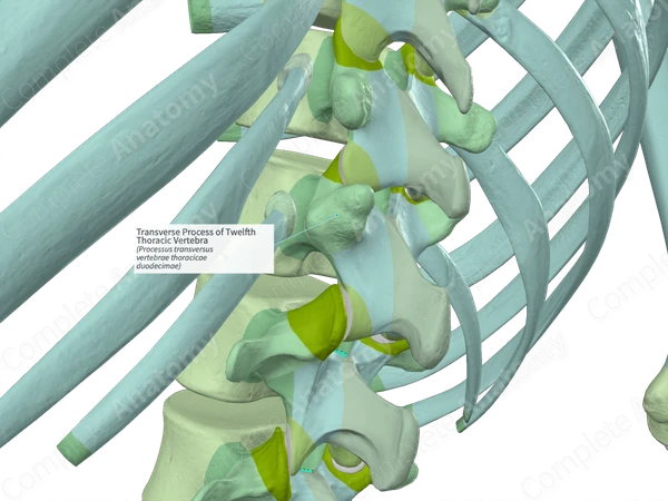 Transverse Process of Twelfth Thoracic Vertebra (Left) | Complete Anatomy