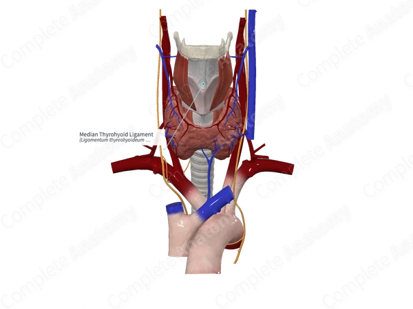 Median Thyrohyoid Ligament | Complete Anatomy