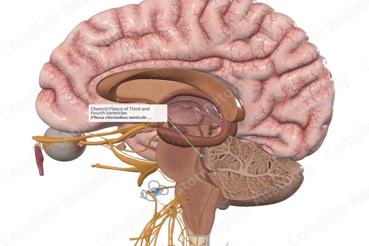 Choroid Plexus of Third and Fourth Ventricles | Complete Anatomy