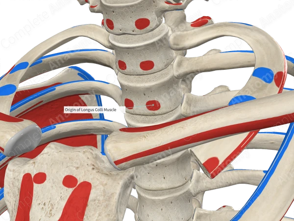 Origin of Longus Colli Muscle | Complete Anatomy
