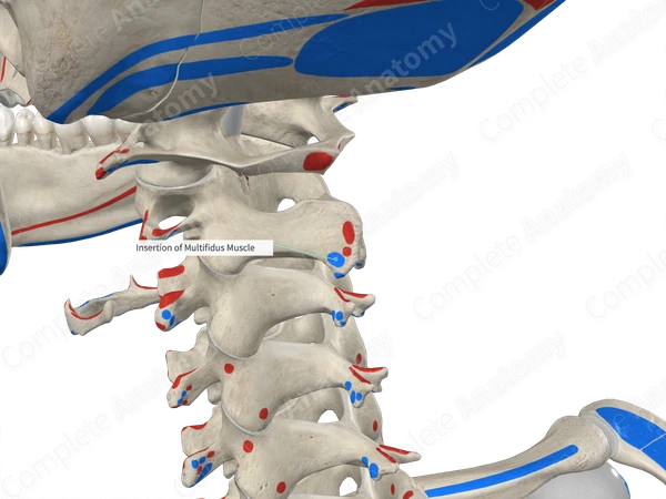 Insertion of Multifidus Muscle | Complete Anatomy