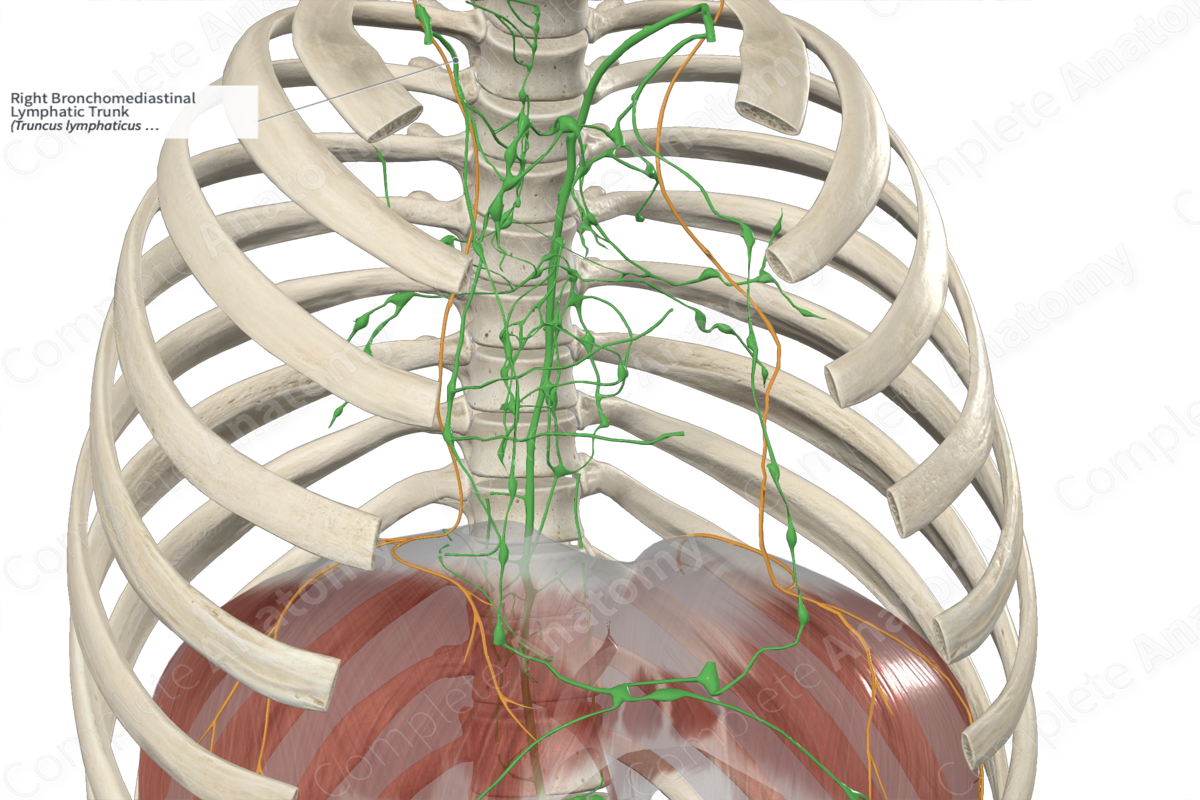 Right Bronchomediastinal Lymphatic Trunk | Complete Anatomy