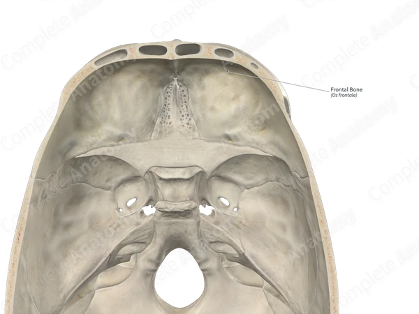 Frontal Bone | Complete Anatomy