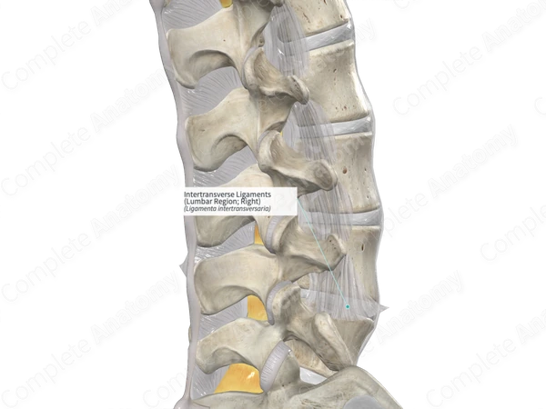 Intertransverse Ligaments (Lumbar Region; Right) | Complete Anatomy
