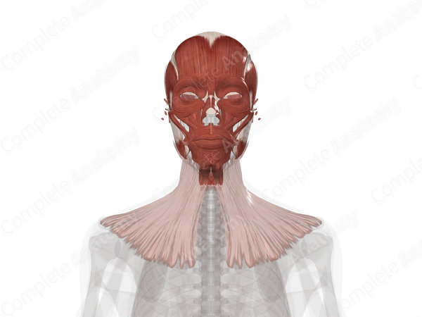 Muscles of Head | Complete Anatomy