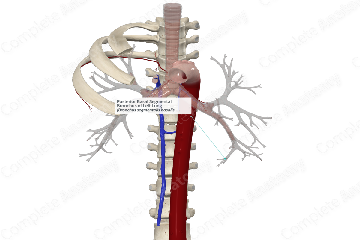 Posterior Basal Segmental Bronchus Of Left Lung Complete Anatomy