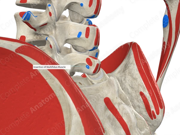 Insertion of Multifidus Muscle | Complete Anatomy