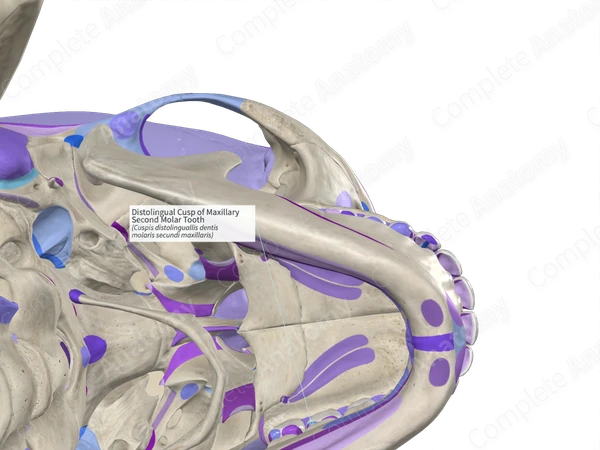Distolingual Cusp of Maxillary Second Molar Tooth | Complete Anatomy