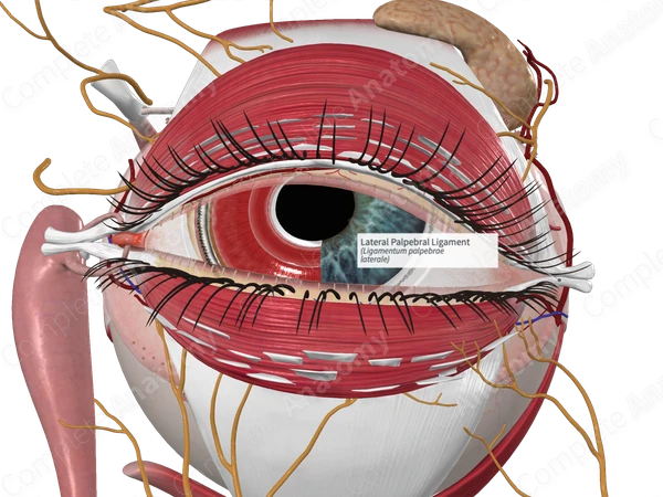 Lateral Palpebral Ligament | Complete Anatomy
