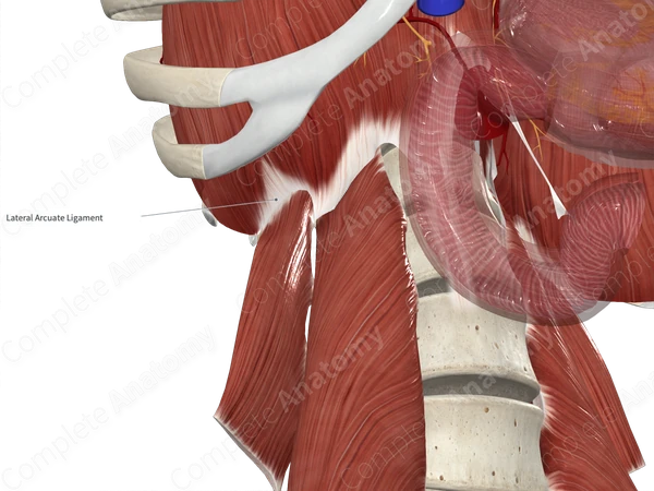 Right Lateral Arcuate Ligament | Complete Anatomy