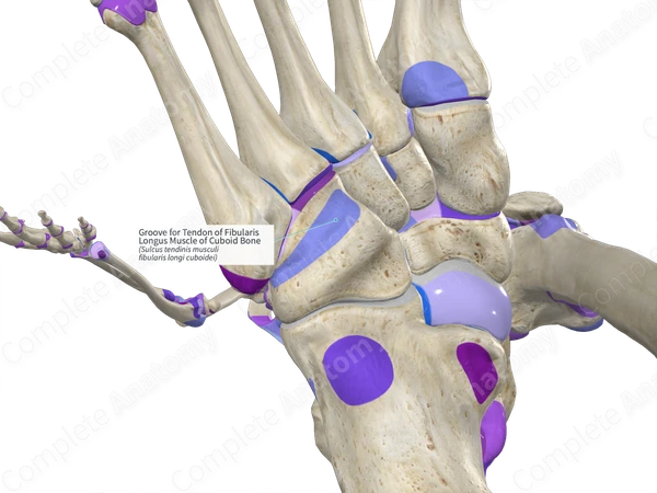 Groove for Tendon of Fibularis Longus Muscle of Cuboid Bone | Complete ...