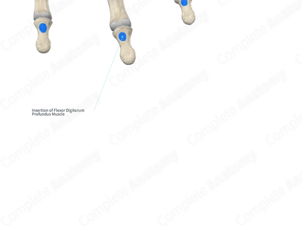 Insertion of Flexor Digitorum Profundus Muscle | Complete Anatomy
