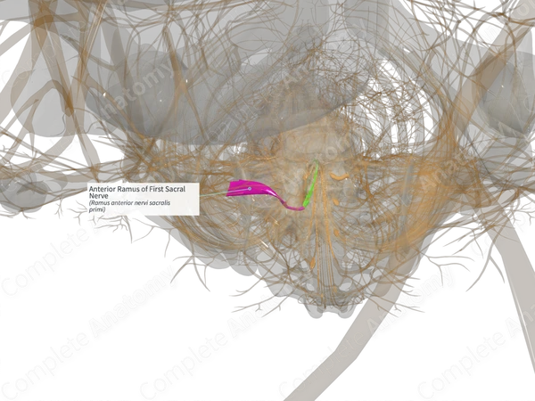 Anterior Ramus of First Sacral Nerve (Right) | Complete Anatomy