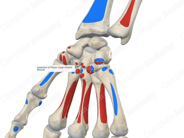 Insertion of Flexor Carpi Ulnaris Muscle | Complete Anatomy