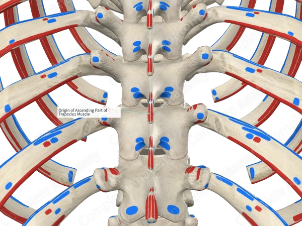Origin of Ascending Part of Trapezius Muscle | Complete Anatomy