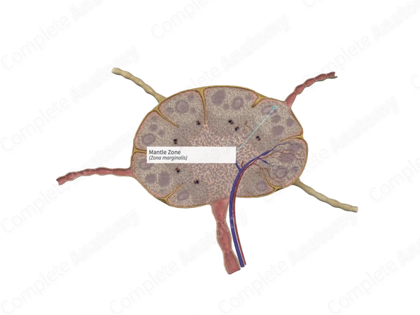 Mantle Zone | Complete Anatomy
