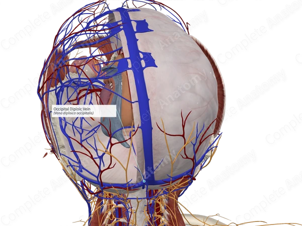 Occipital Diploic Vein | Complete Anatomy