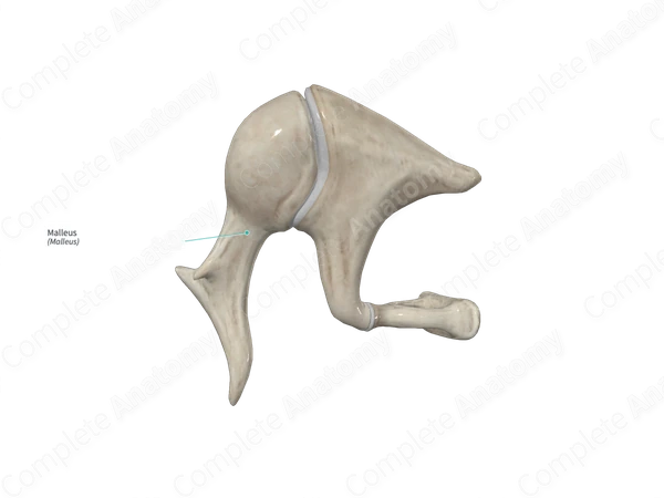 Malleus | Complete Anatomy