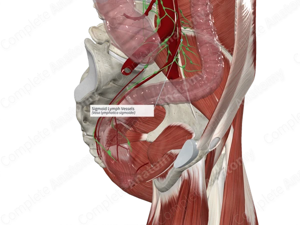 Sigmoid Lymph Vessels | Complete Anatomy