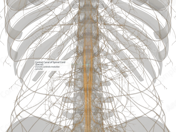 Central Canal of Spinal Cord (Sacral) | Complete Anatomy