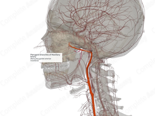 Pterygoid Branches of Maxillary Artery (Left) | Complete Anatomy