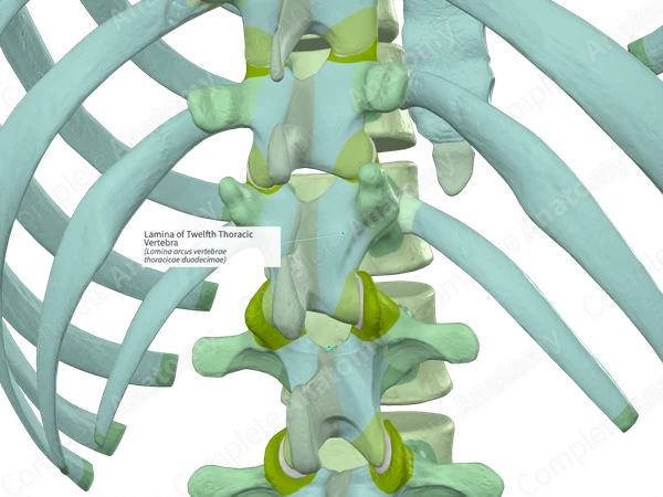 Lamina of Twelfth Thoracic Vertebra (Left) | Complete Anatomy