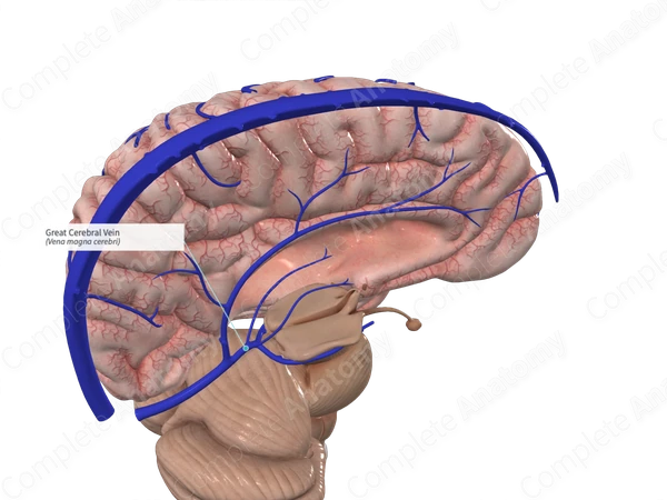 Great Cerebral Vein | Complete Anatomy